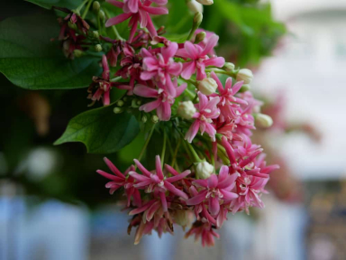 Niyog-Niyogan: What Are the Health Benefits of This Herbal Medicine?