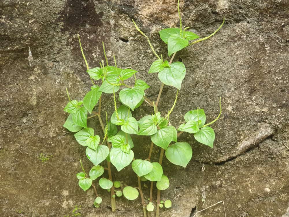 Ulasimang Bato for Gout and Arthritis Pain - Hello Doctor