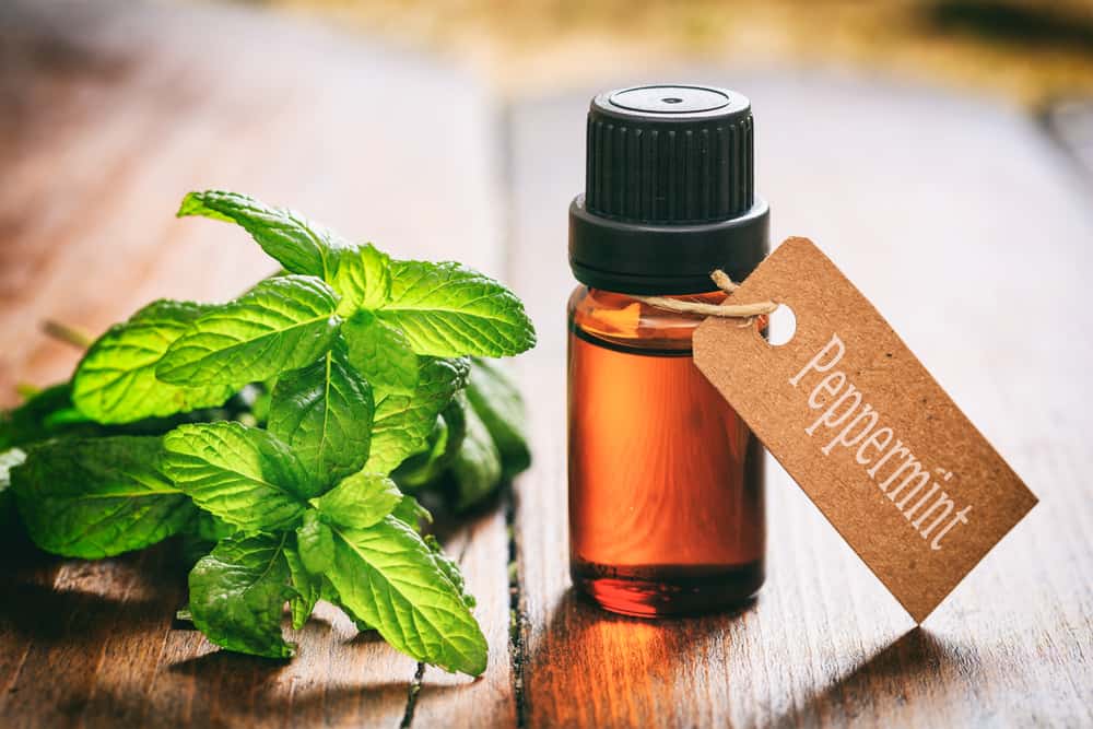Yerba Buena Plant Benefits: 4 Ways To Use It To Improve Your Health