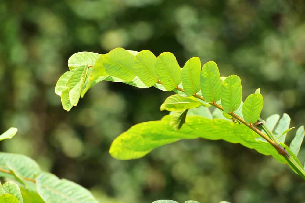 Akapulko Plant: How Does It Benefit Your Health? Learn More Here