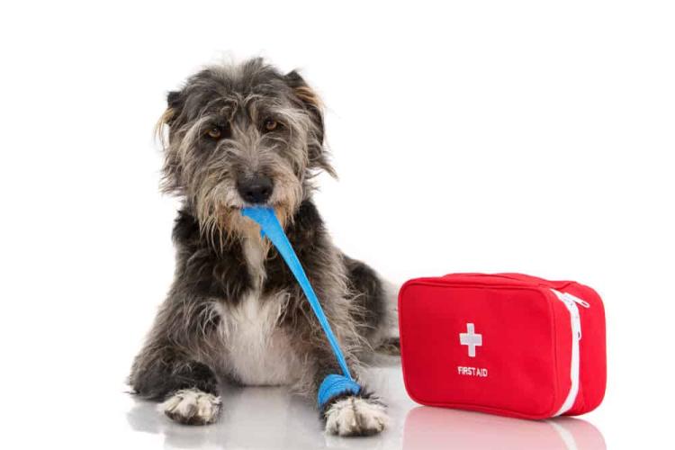 Dog Bite Management: What Should You Do When You Get Bitten?