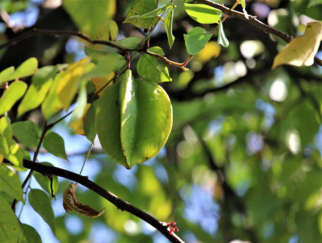 Benefits of Balimbing for Health: Things To Remember