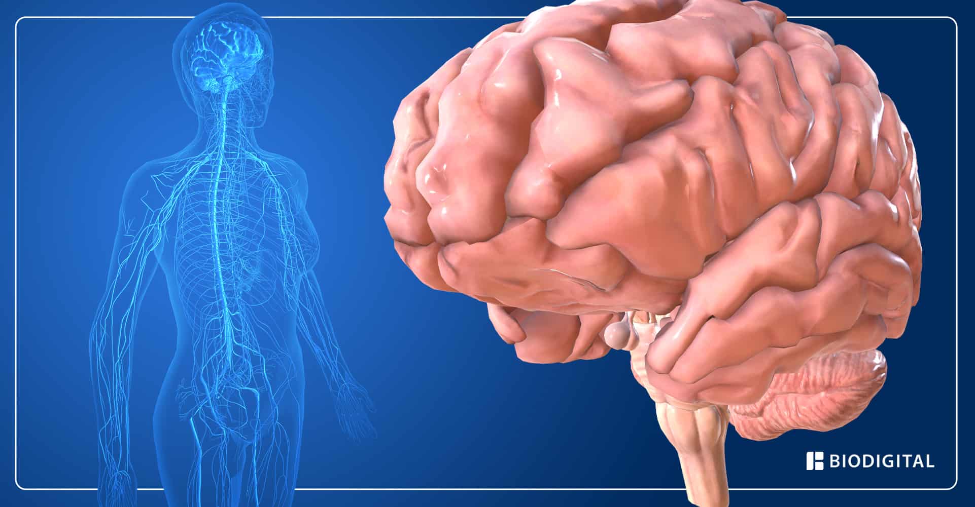 How to Increase Brain Cells: Is It Even Possible? Find Out Here