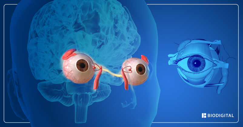 Night Blindness Symptoms and Causes: What You Should Know