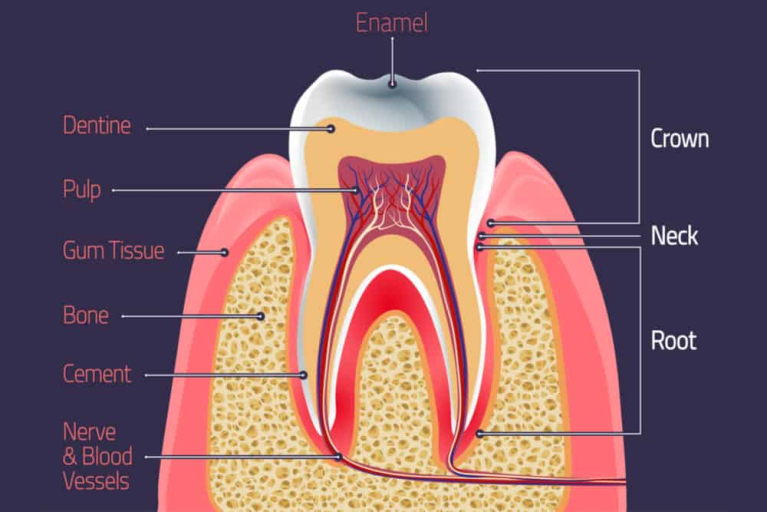 Tooth and Mouth Anatomy: How Do These Contribute to Good Health?