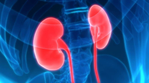 What Do High and Low Creatinine Levels Indicate? - Hello Doctor