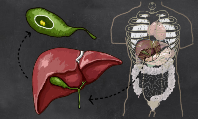 Changes in the Normal Size of a Gallbladder: What You Should Know