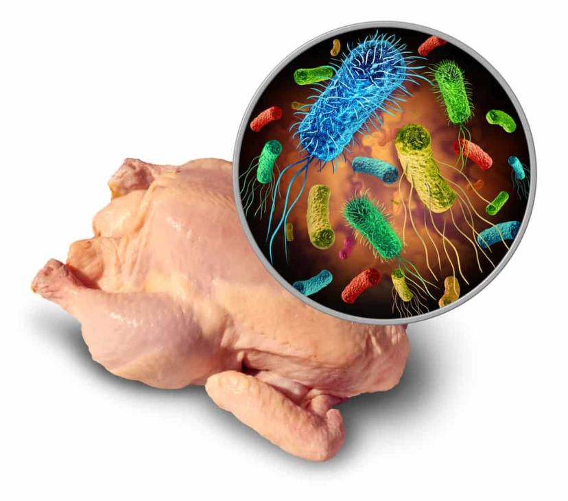Salmonella Food Poisoning Symptoms? A Salmonellosis Primer