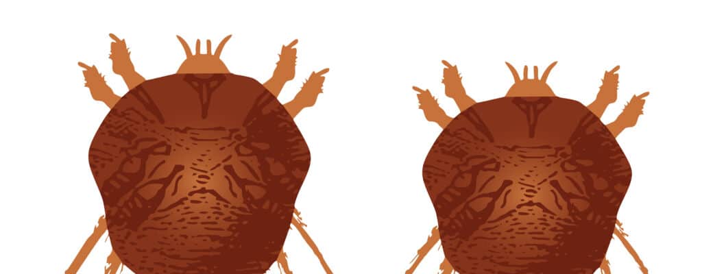 How to Identify Scabies: Watch Out For Itchy Skin and Burrows