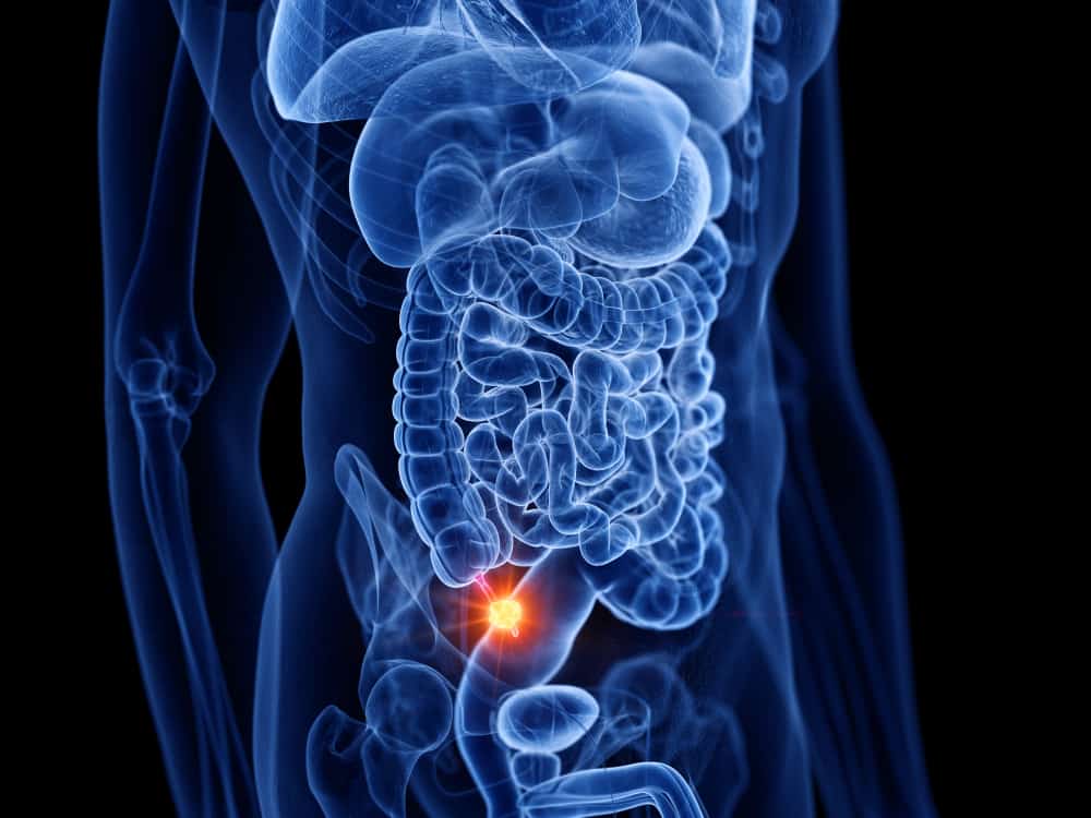 Appendix Function: Is it a Useful or Useless Part of the Human Body?
