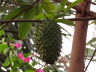 Guyabano Benefits: How Does It Improve Health? Learn More