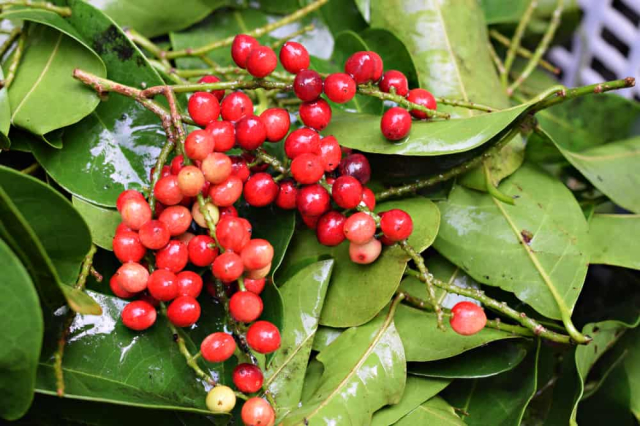 Benefits of Bignay: What You Need to Know About This Wonder Fruit